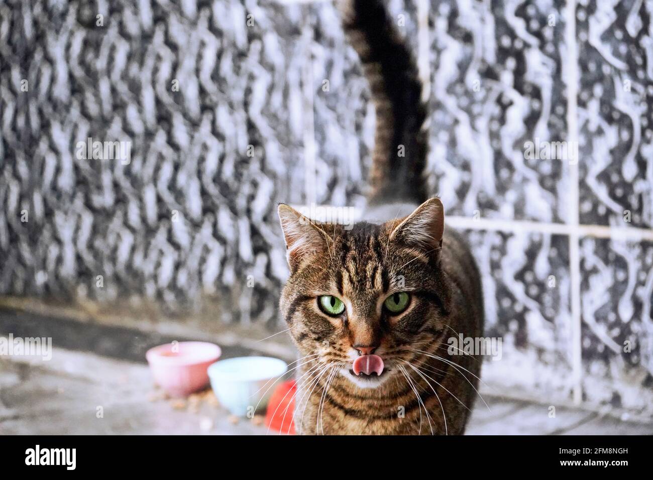 A stray cat , after eating his meal coming towards to thank. Meal cups ...