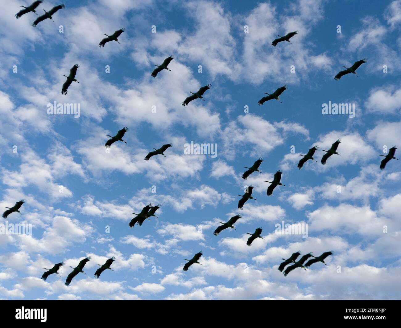 Flying duck silhouette black background hi-res stock photography and ...