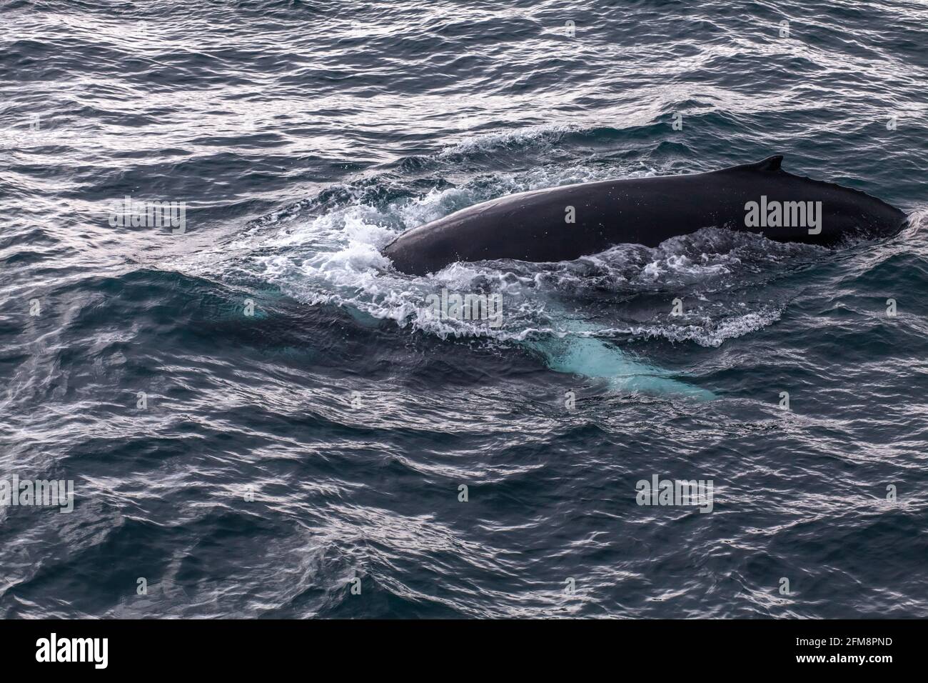 Dolphin swimming in a sea Stock Photo - Alamy
