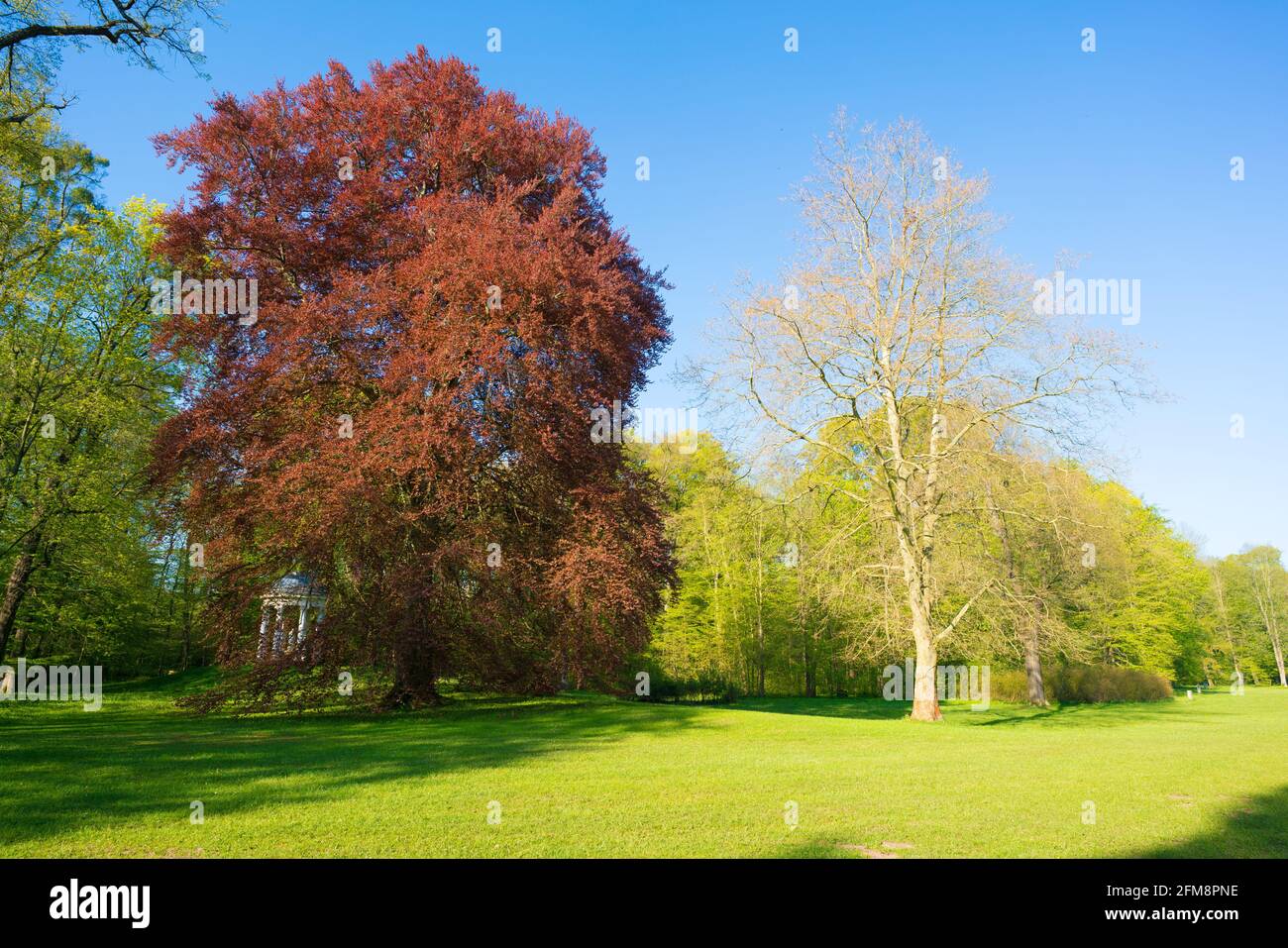 Red maple in the city park Stock Photo - Alamy