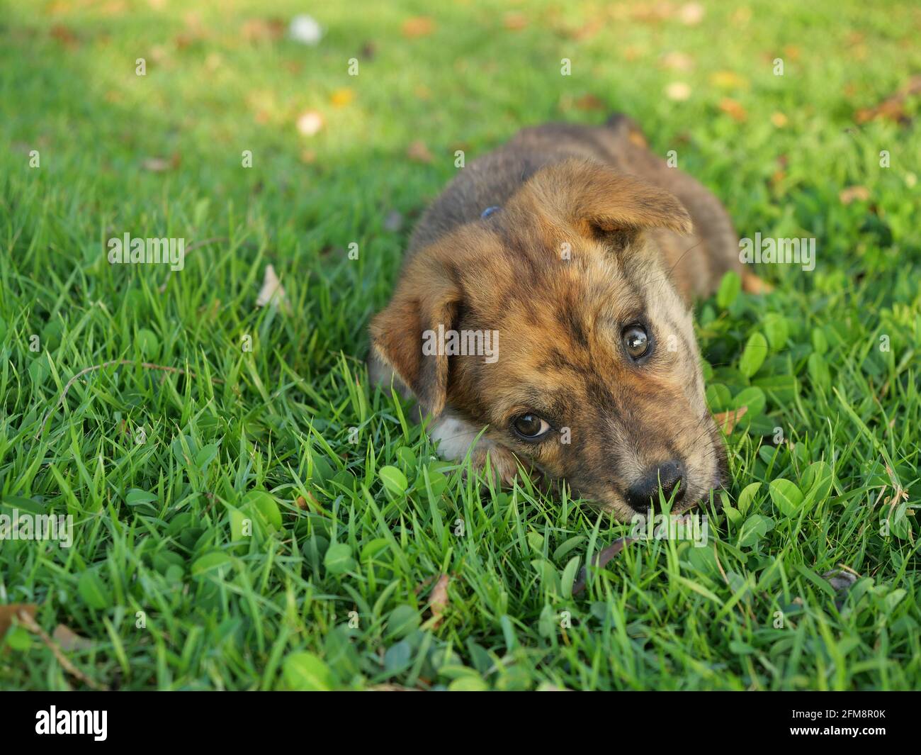 The brown cute puppy left the body on the green lawn, Baby dog on grass ...