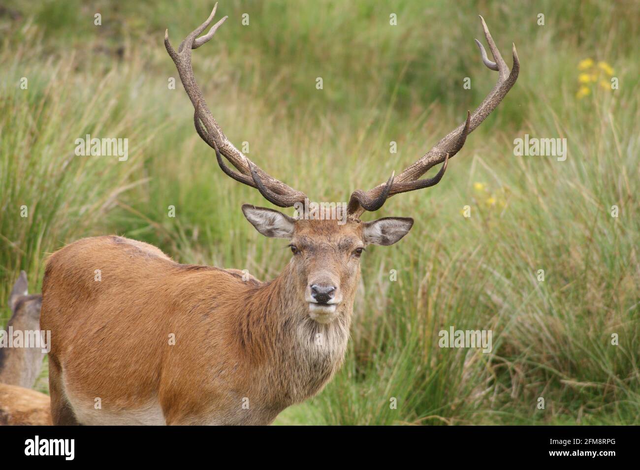 Stag deer hi-res stock photography and images - Alamy