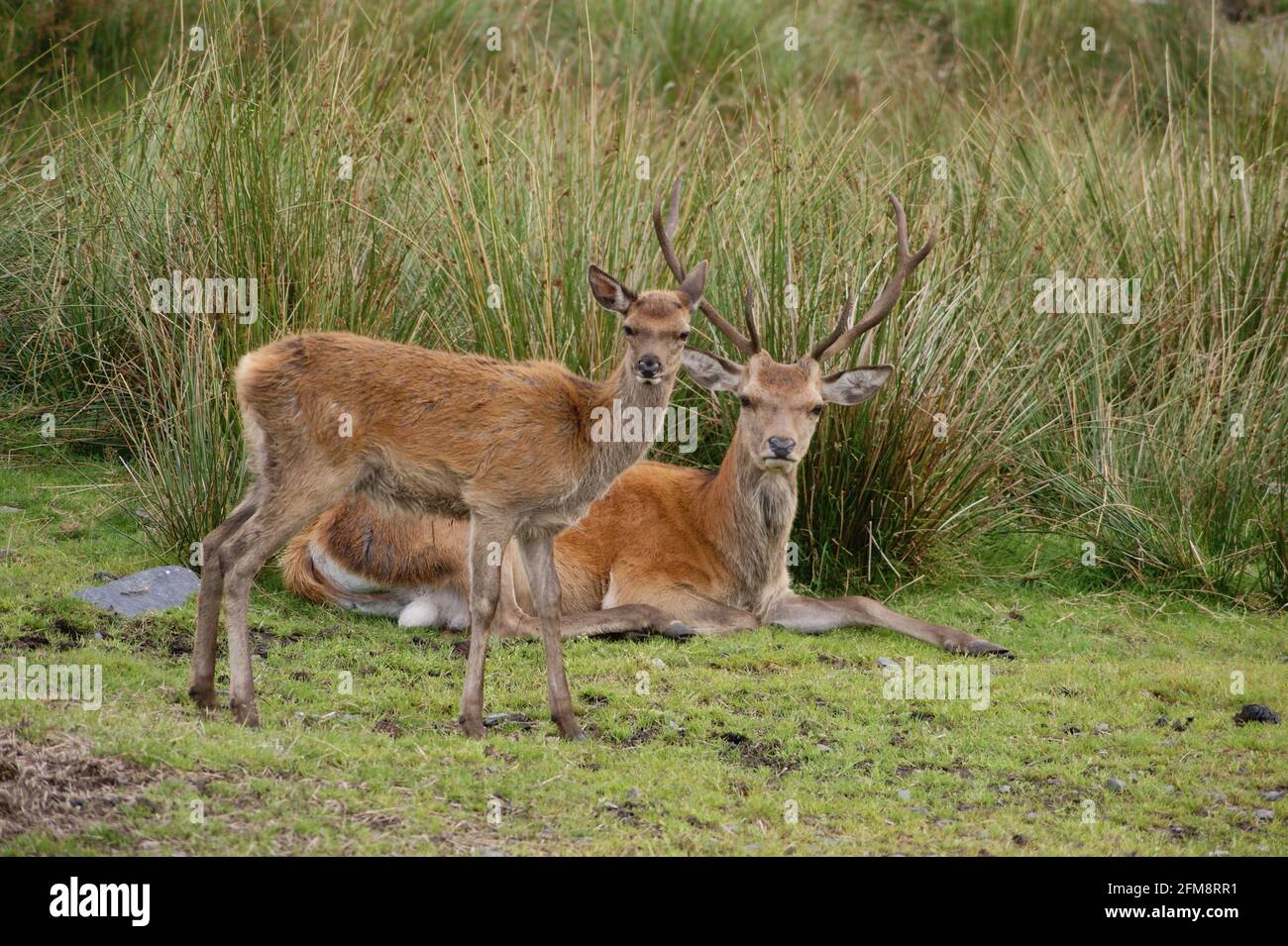 Stag and fawn hi-res stock photography and images - Alamy