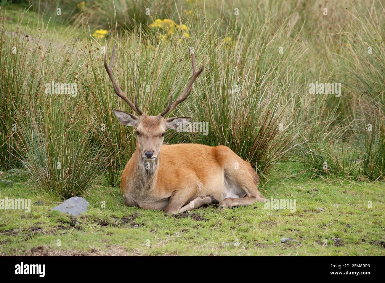 Red deer lying down facing camera Stock Photo - Alamy