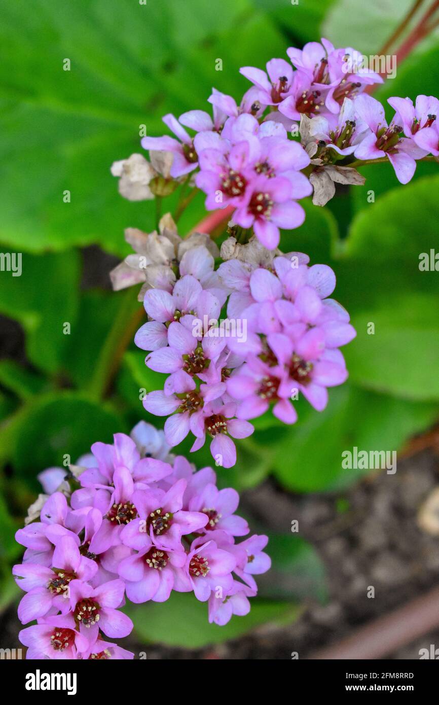 Alyssum Flower High Resolution Stock Photography and Images - Alamy