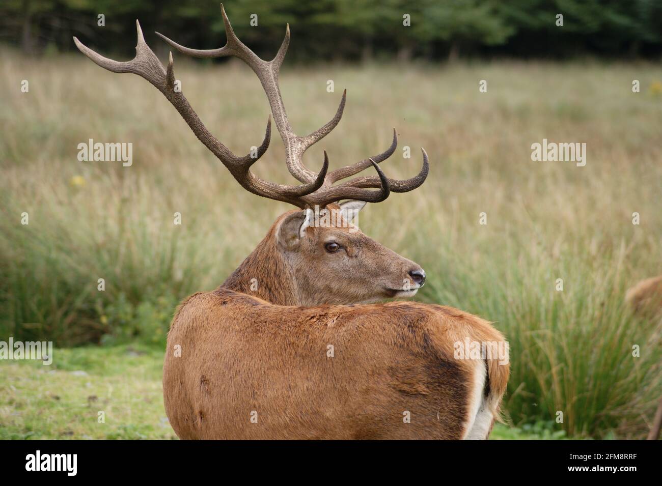 Deer side view hi-res stock photography and images - Alamy