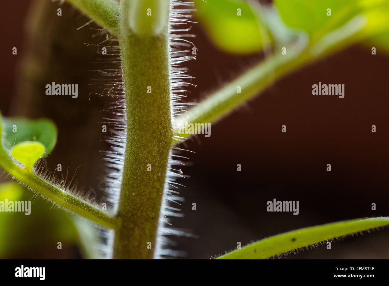 Tomato stem hi-res stock photography and images - Alamy