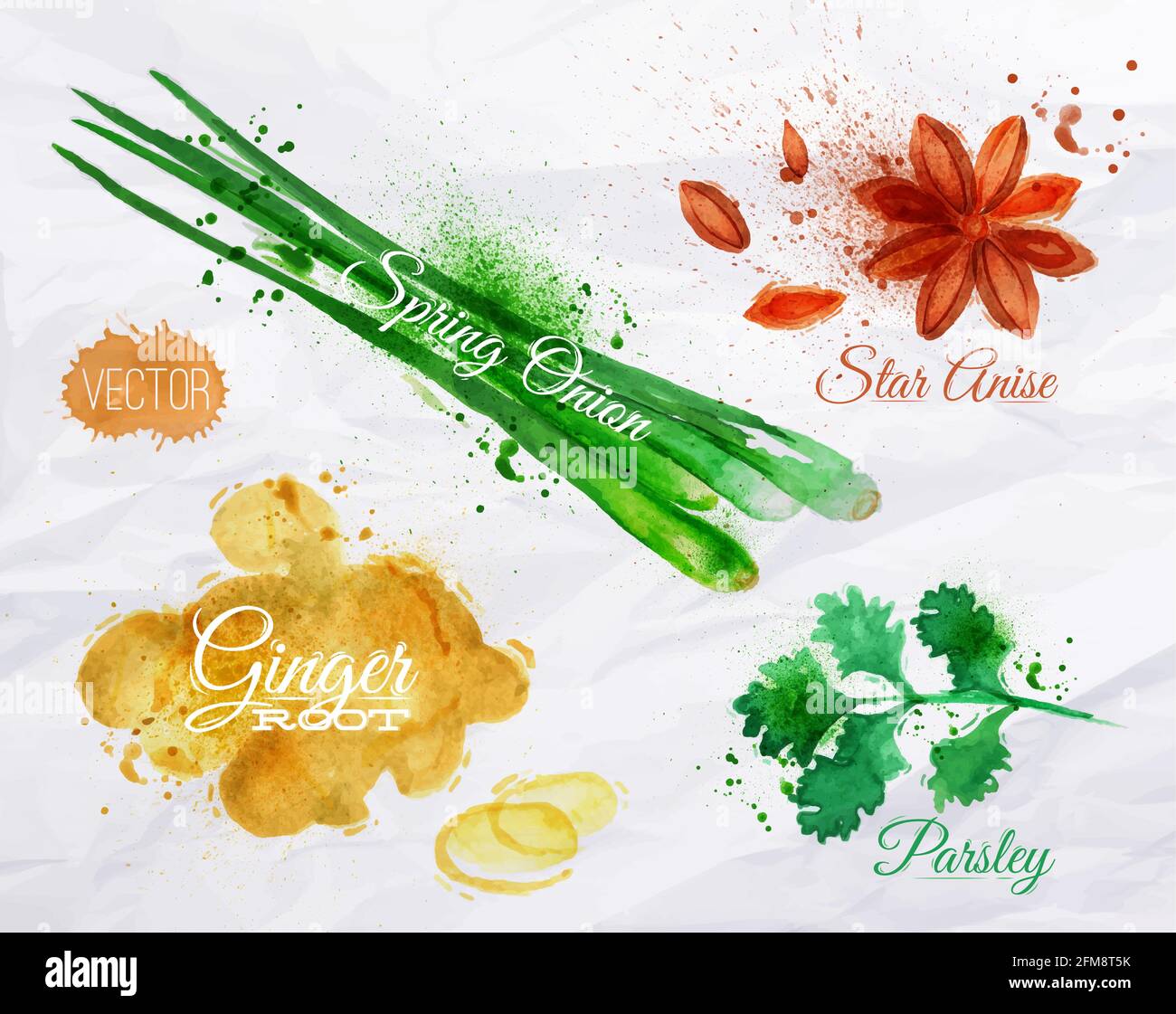 Spices herbs set drawn watercolor blots and stains with a spray star ...