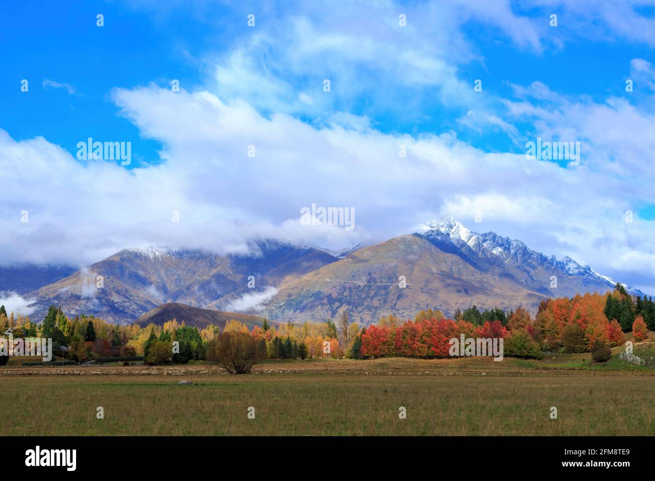 A rural autumn landscape in the South Island of New Zealand. A row of ...