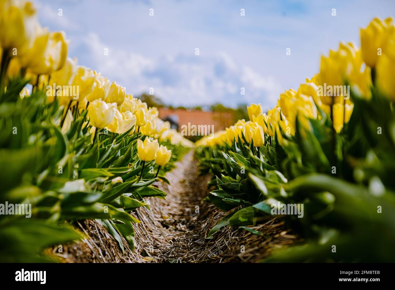 Tulip field in The Netherlands, colorful tulip fields in Flevoland Noordoostpolder Holland ...