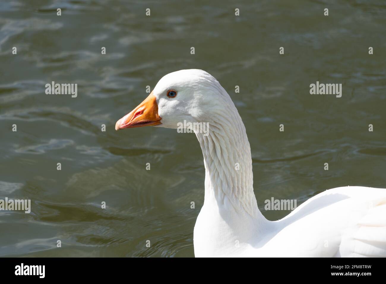 Close up low level view of Embden Emden Geese. Single portrait shot of ...