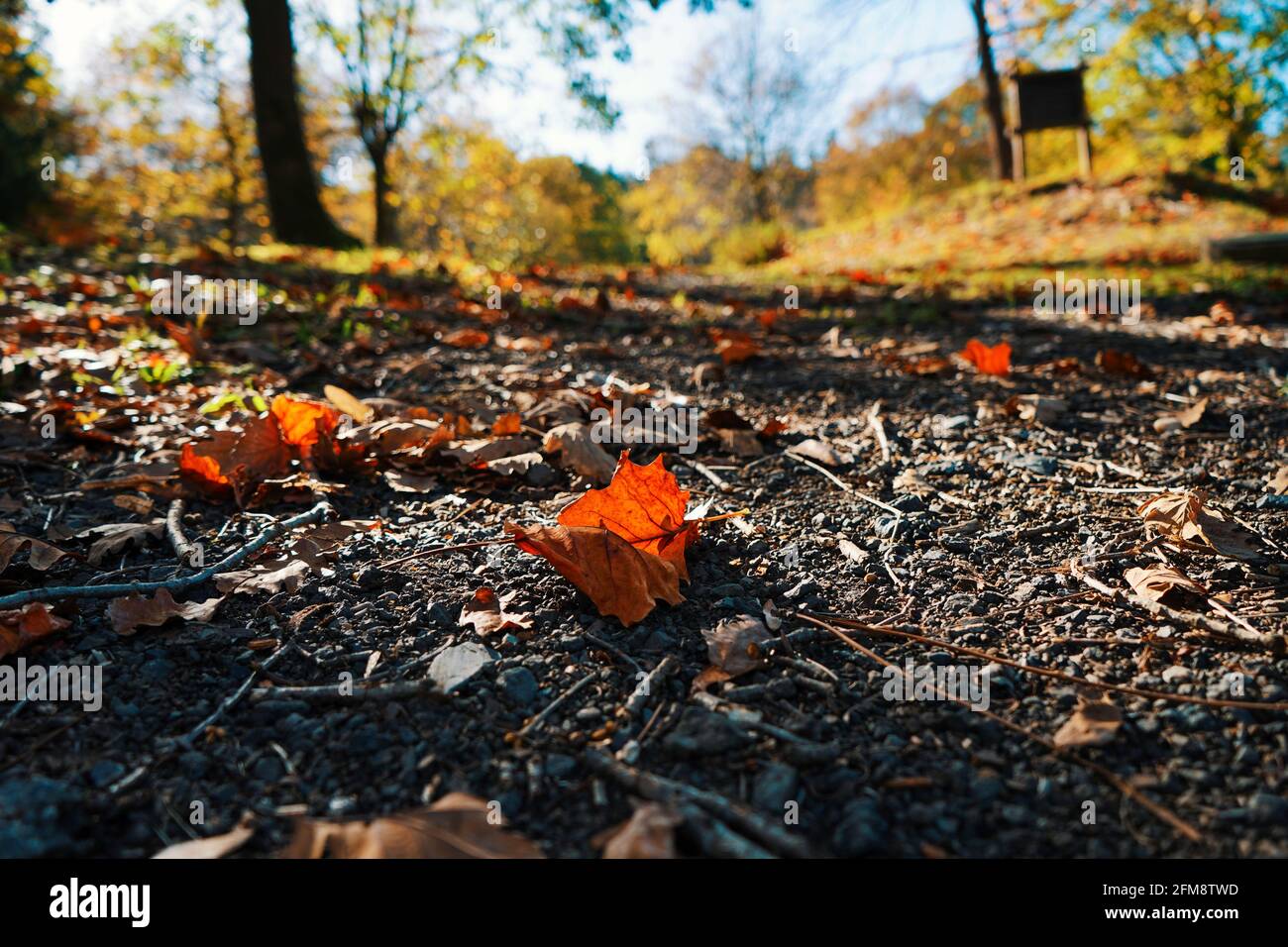 Autumn leaves on the ground Stock Photo - Alamy
