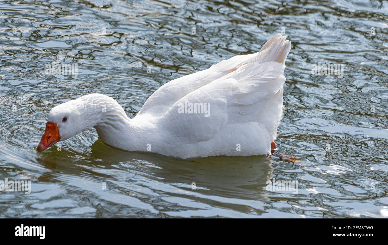 Close up low level view of Embden Emden Geese. Single portrait shot of ...