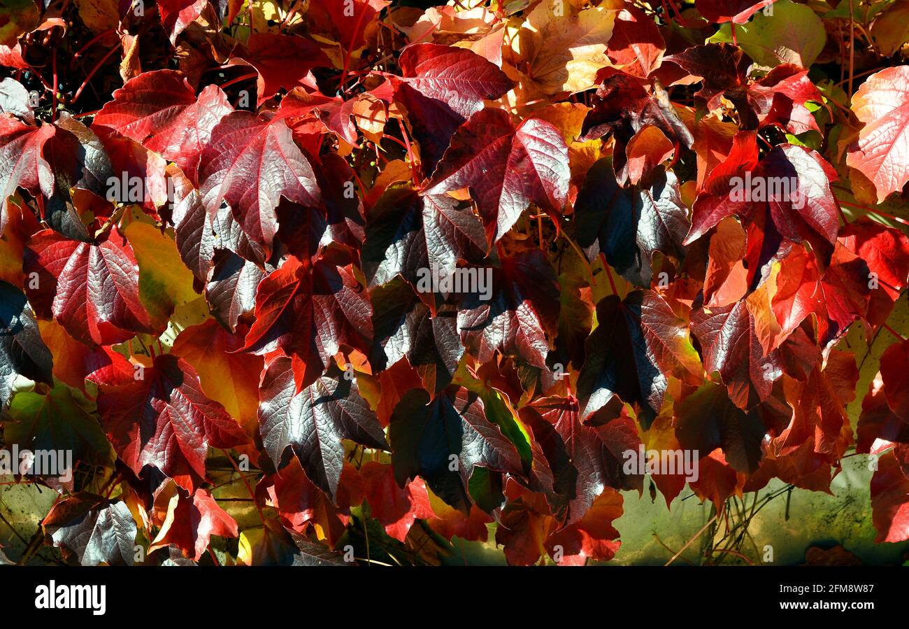 Grape ivy hi-res stock photography and images - Alamy
