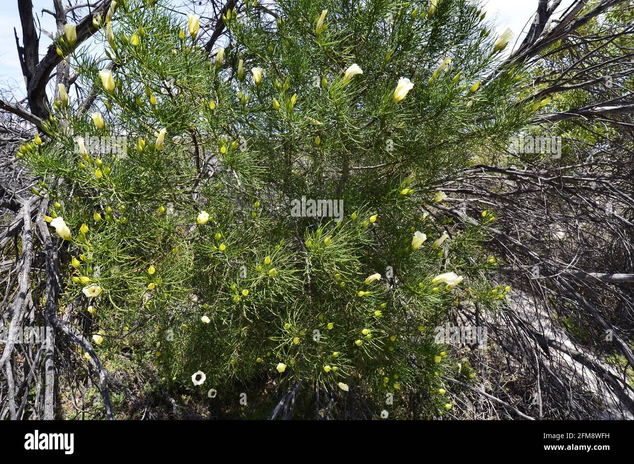 Hakeifolia hi-res stock photography and images - Alamy