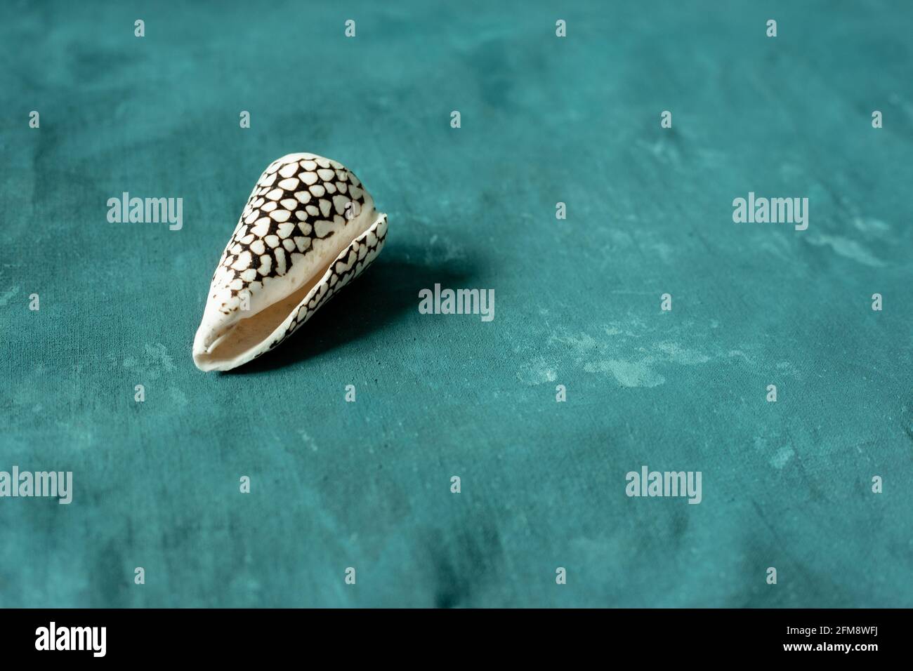 Black Cone on a blue background. Conus Marmoreus. Shell With White ...