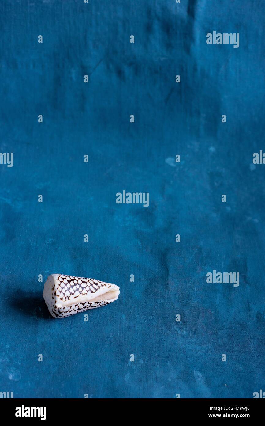 Marbled cone conus marmoreus hi-res stock photography and images - Alamy