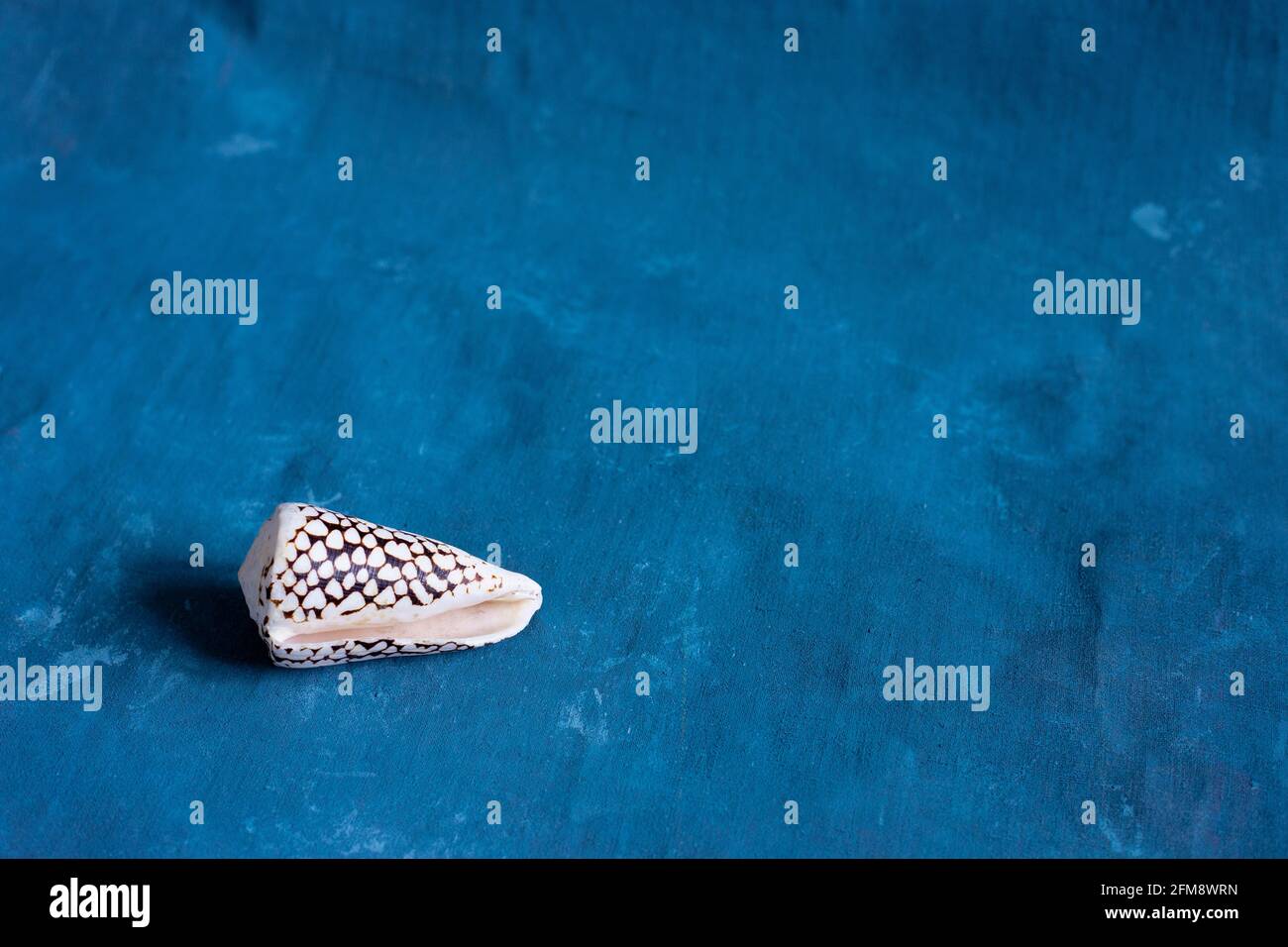 Black Cone on a blue background. Conus Marmoreus. Shell With White ...