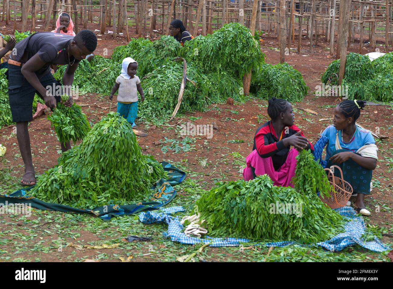 Addis Ababa, Ethiopia. 26th Apr, 2021. Traders display moringa ...