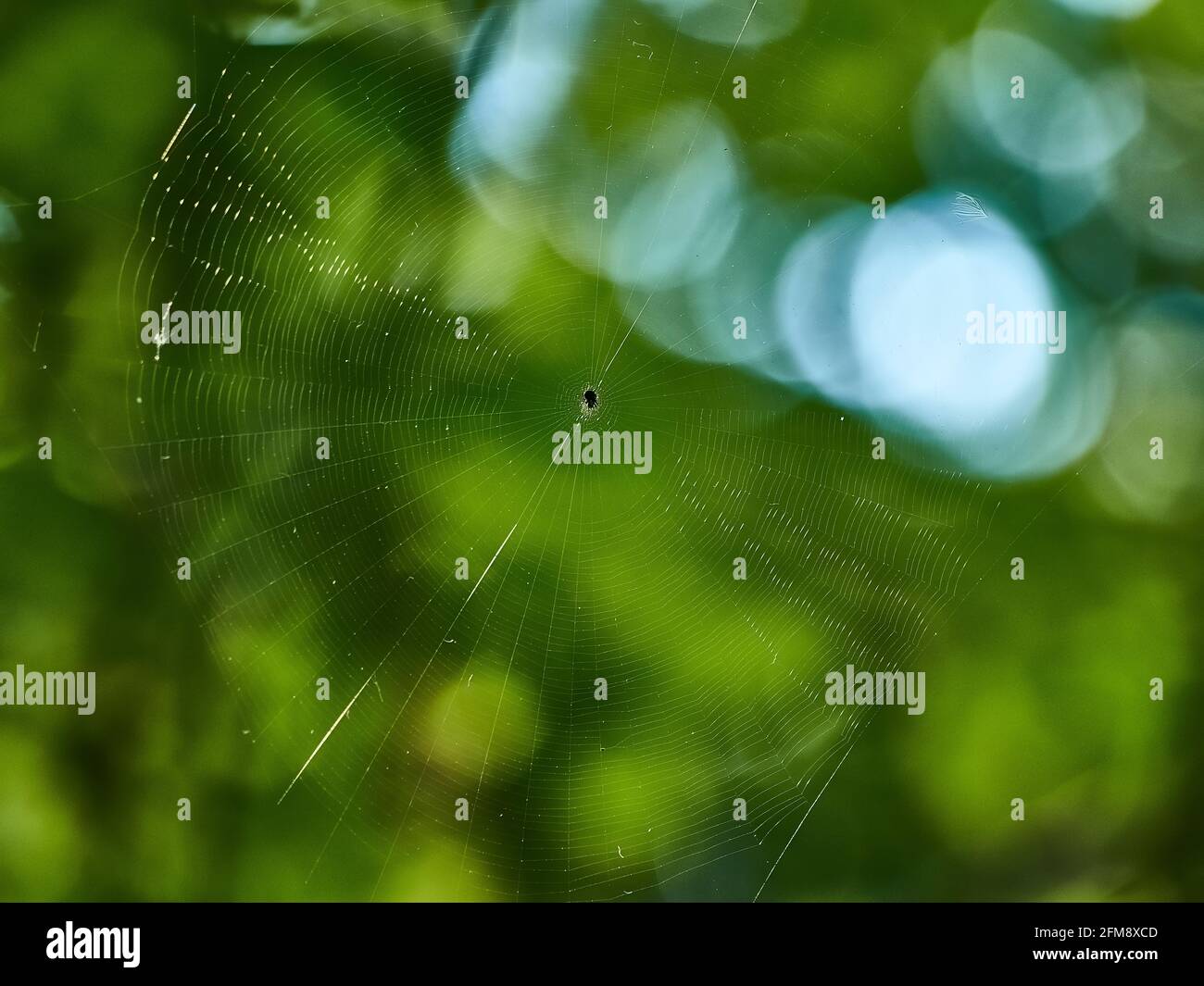 Sunlight through spider web hi-res stock photography and images - Alamy