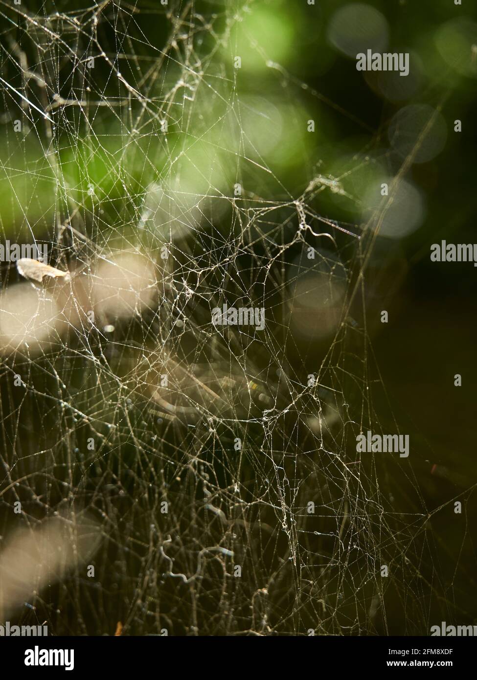 Tangled spider web hi-res stock photography and images - Alamy