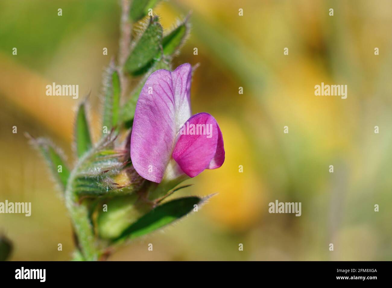 Vicia sativa wildflower hi-res stock photography and images - Alamy