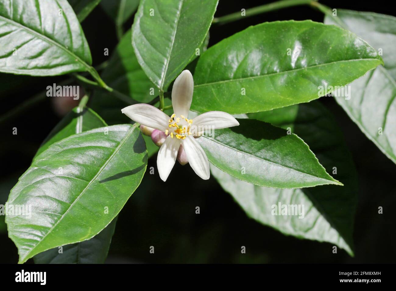 lemon flower and buds Stock Photo - Alamy