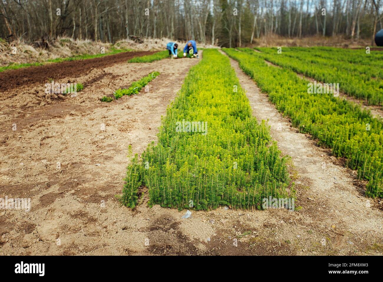 nursery of fir trees. small trees sprout from the ground in even rows ...