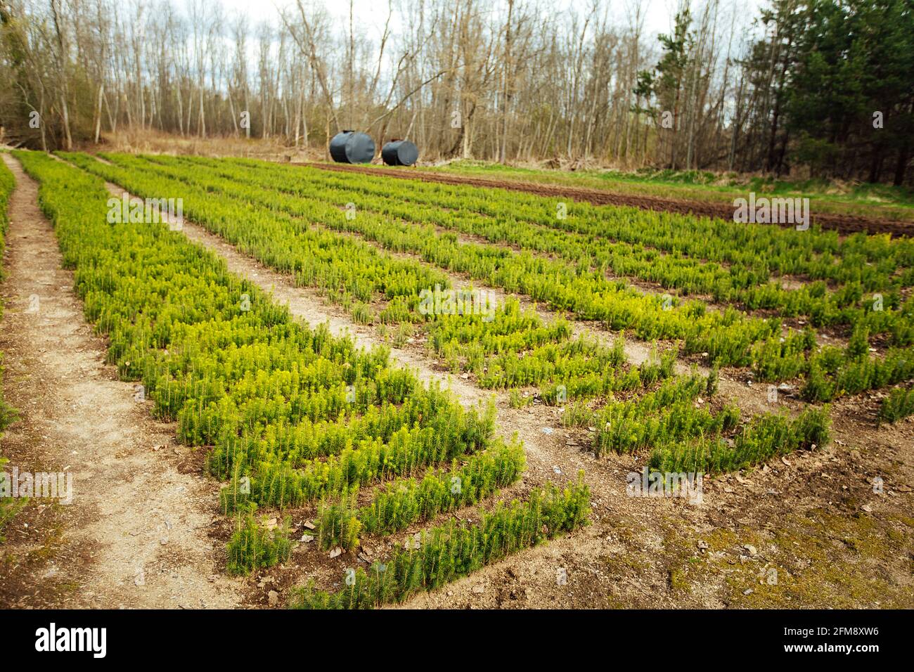 nursery of fir trees. small trees sprout from the ground in even rows ...