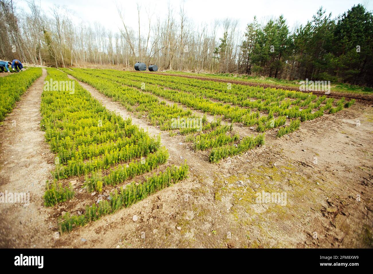 Selective Breeding In Plants