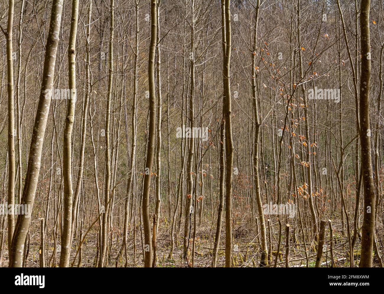 lots of thin tree stems in a forest in sunny ambiance at early spring ...