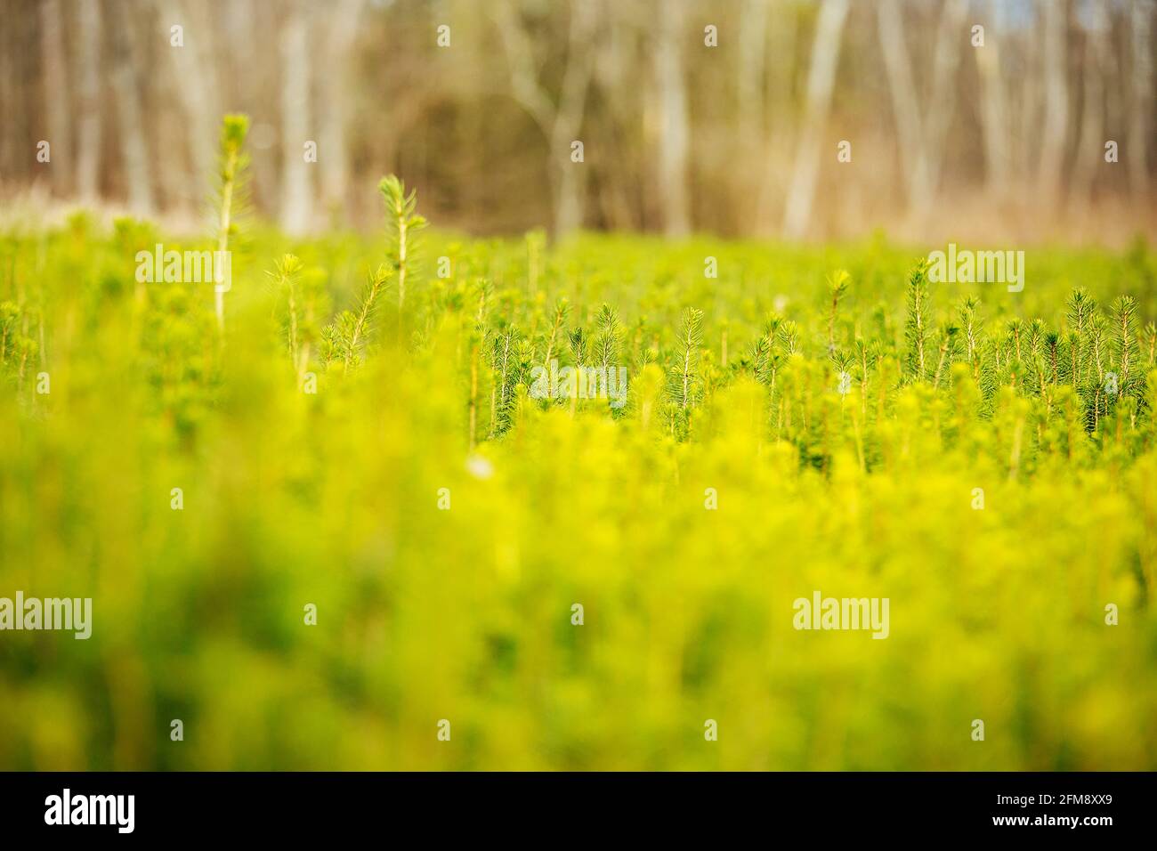 nursery of fir trees. small trees sprout from the ground in even rows ...