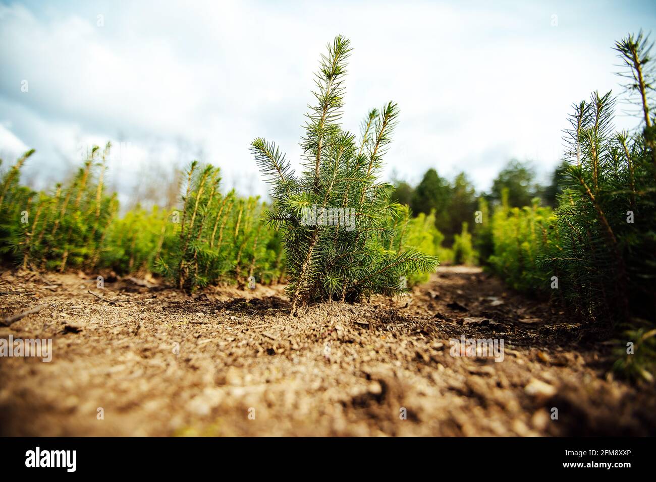 nursery of fir trees. small trees sprout from the ground in even rows ...