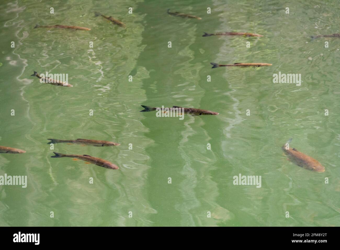 Freshwater fishes hi-res stock photography and images - Alamy