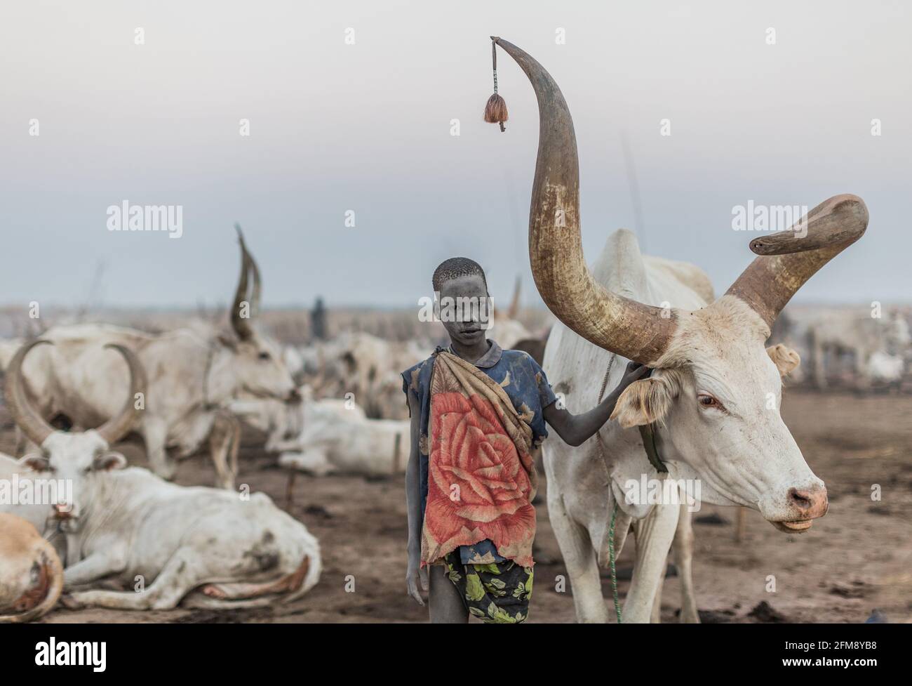 A young Mundari boy pictured leading one of his cattle. TERAKEKA, SOUTH SUDAN: MEET THE cattle ...