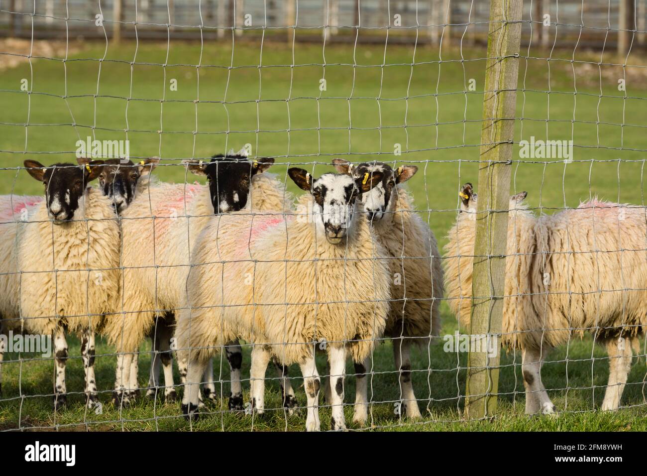 North country mule sheep hi-res stock photography and images - Alamy