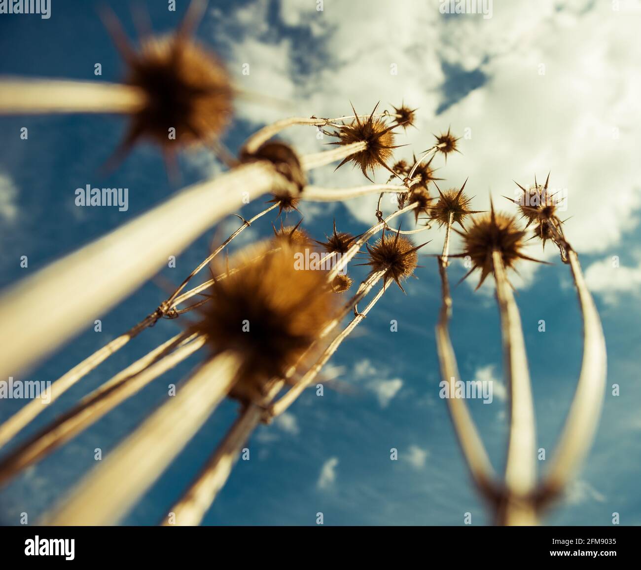 dry spring weed plant reaching for cloudy skies Stock Photo - Alamy
