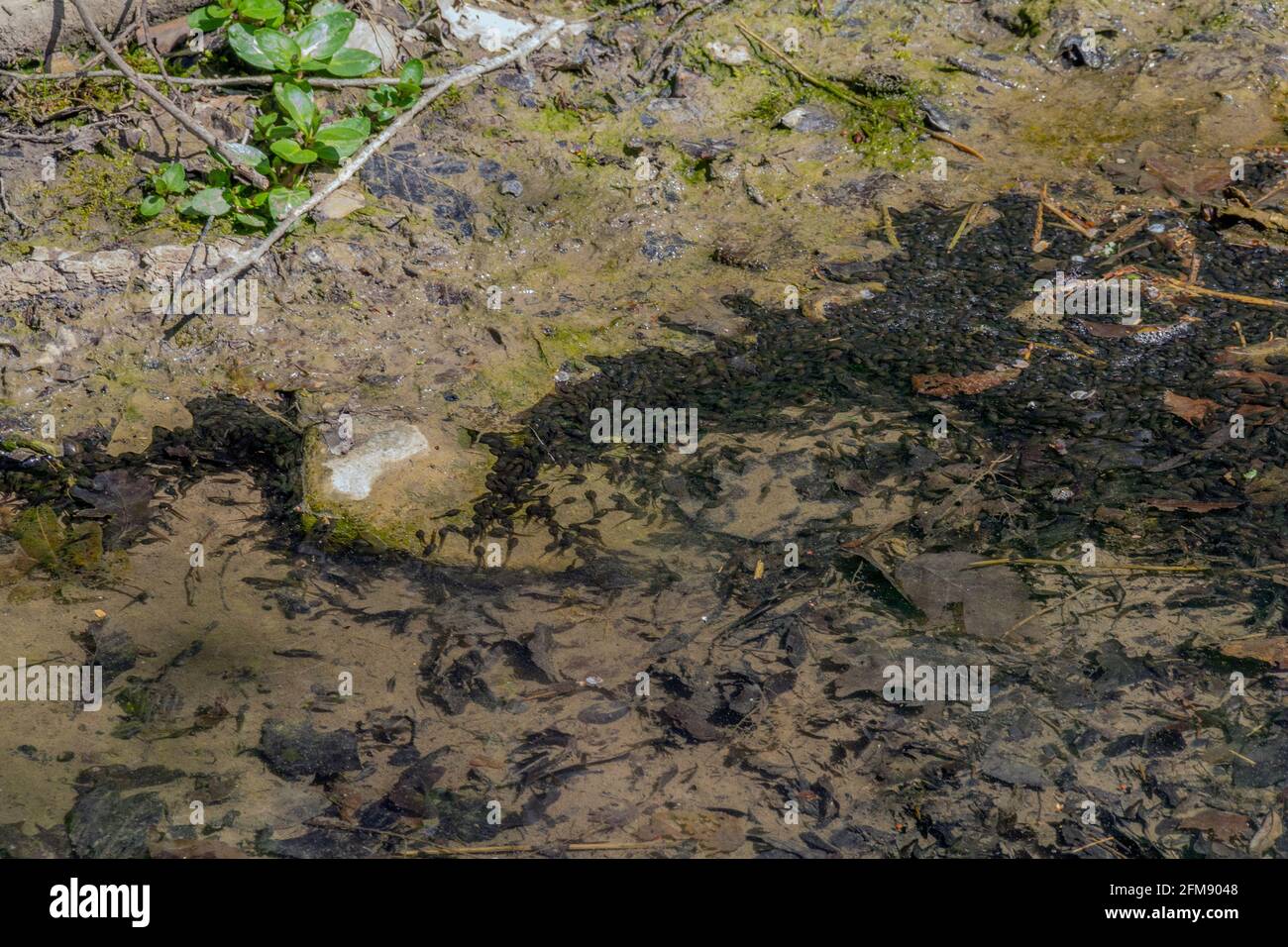riparian close-up scenery showing lots of tadpoles in sunny ambiance at ...
