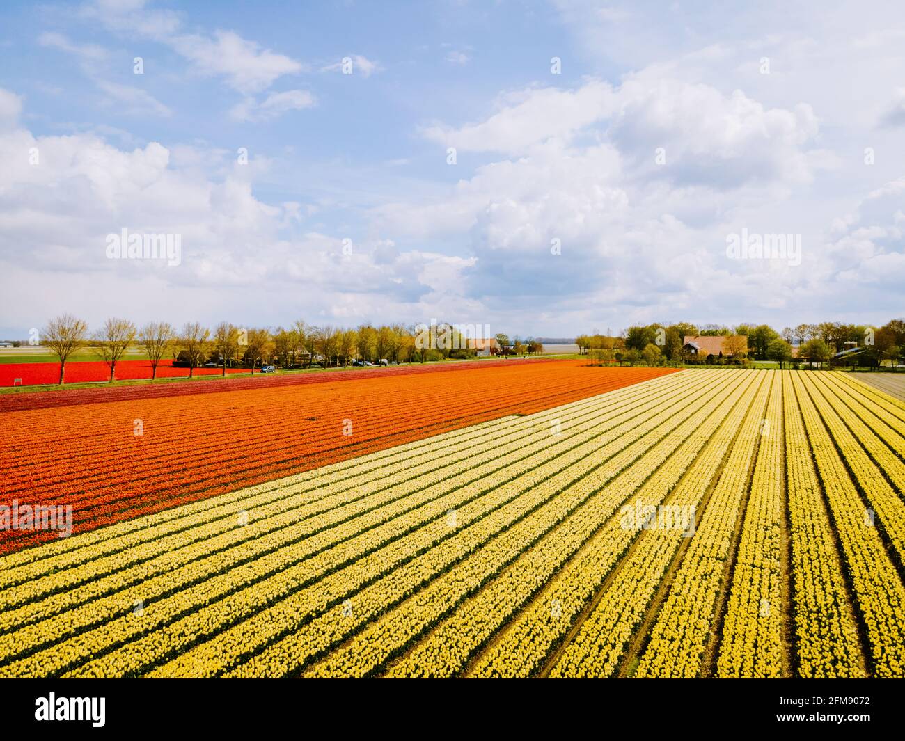 Tulip field in The Netherlands, colorful tulip fields in Flevoland ...
