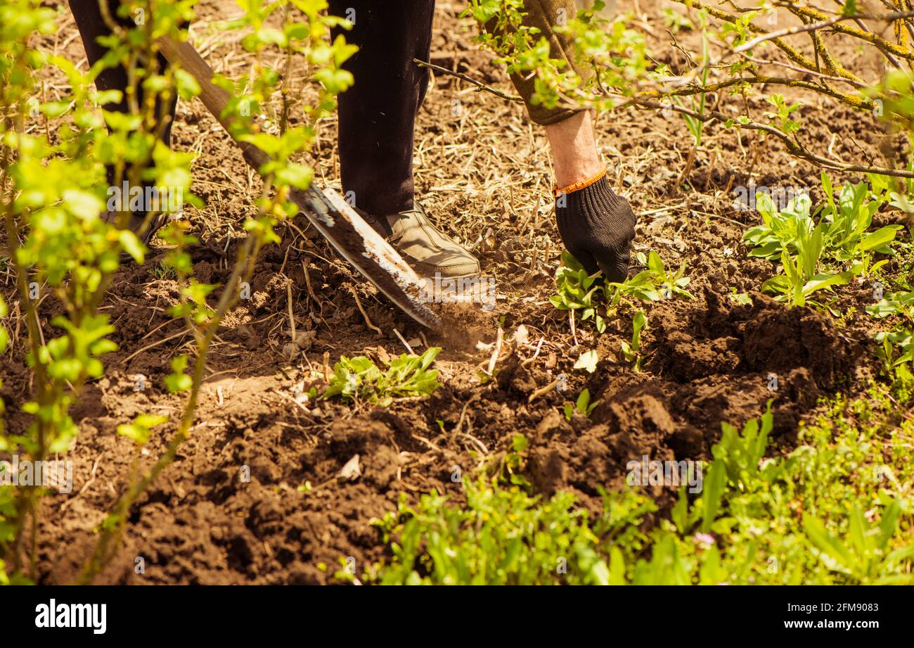 senior farmer digging spring farmland soil with shovel Stock Photo - Alamy