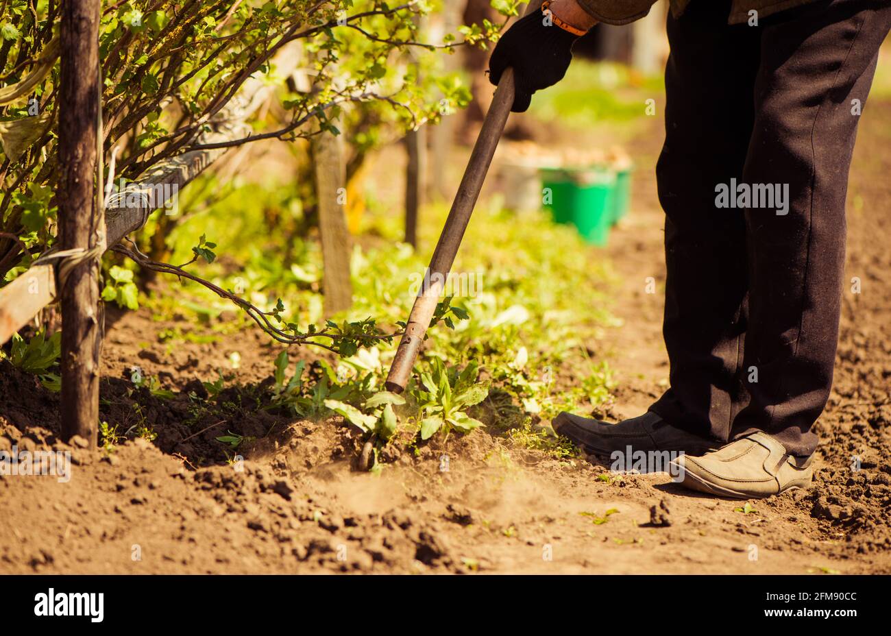 senior farmer working with rakes to clean farmland soil Stock Photo - Alamy