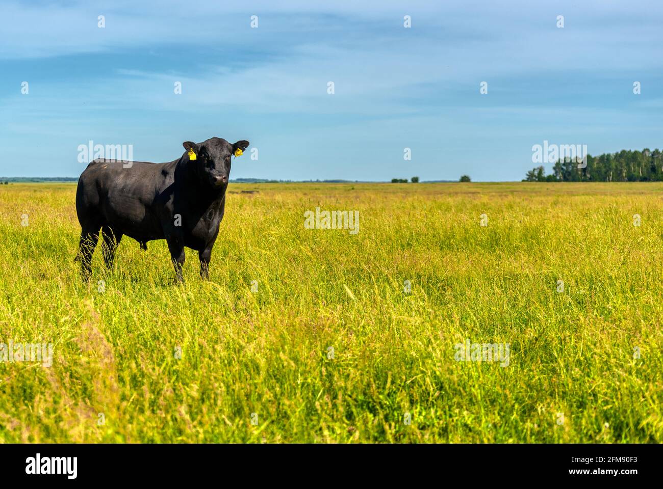 Angus bull hi-res stock photography and images - Alamy