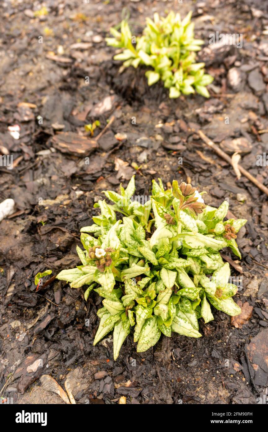 New grown plants and soil Stock Photo - Alamy