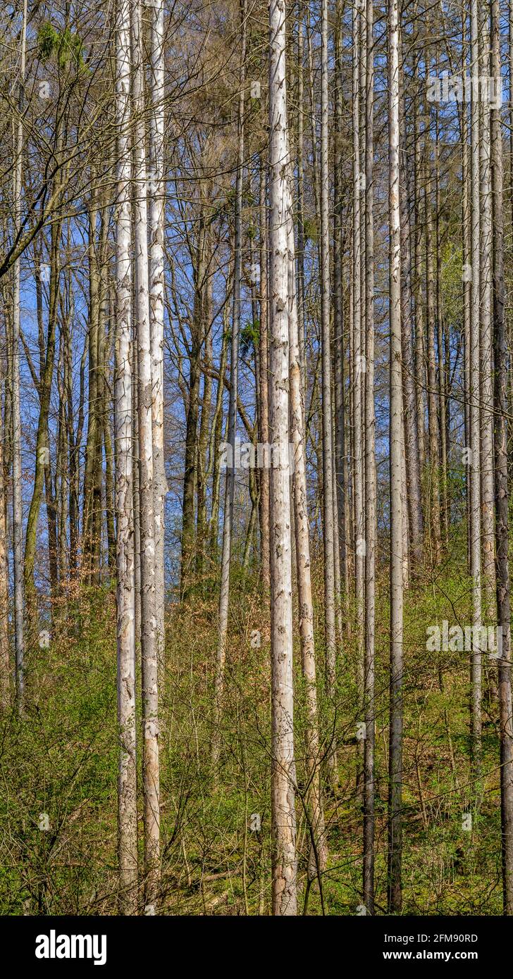 lots of thin tree stems in a forest in sunny ambiance at early spring ...