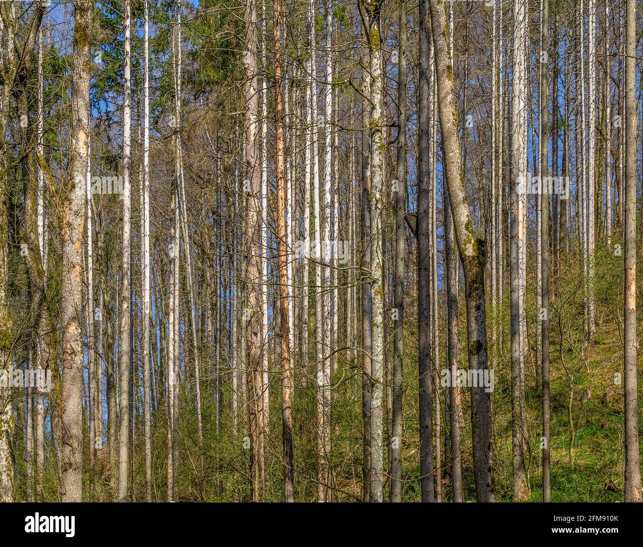 Thin forest tree hi-res stock photography and images - Alamy