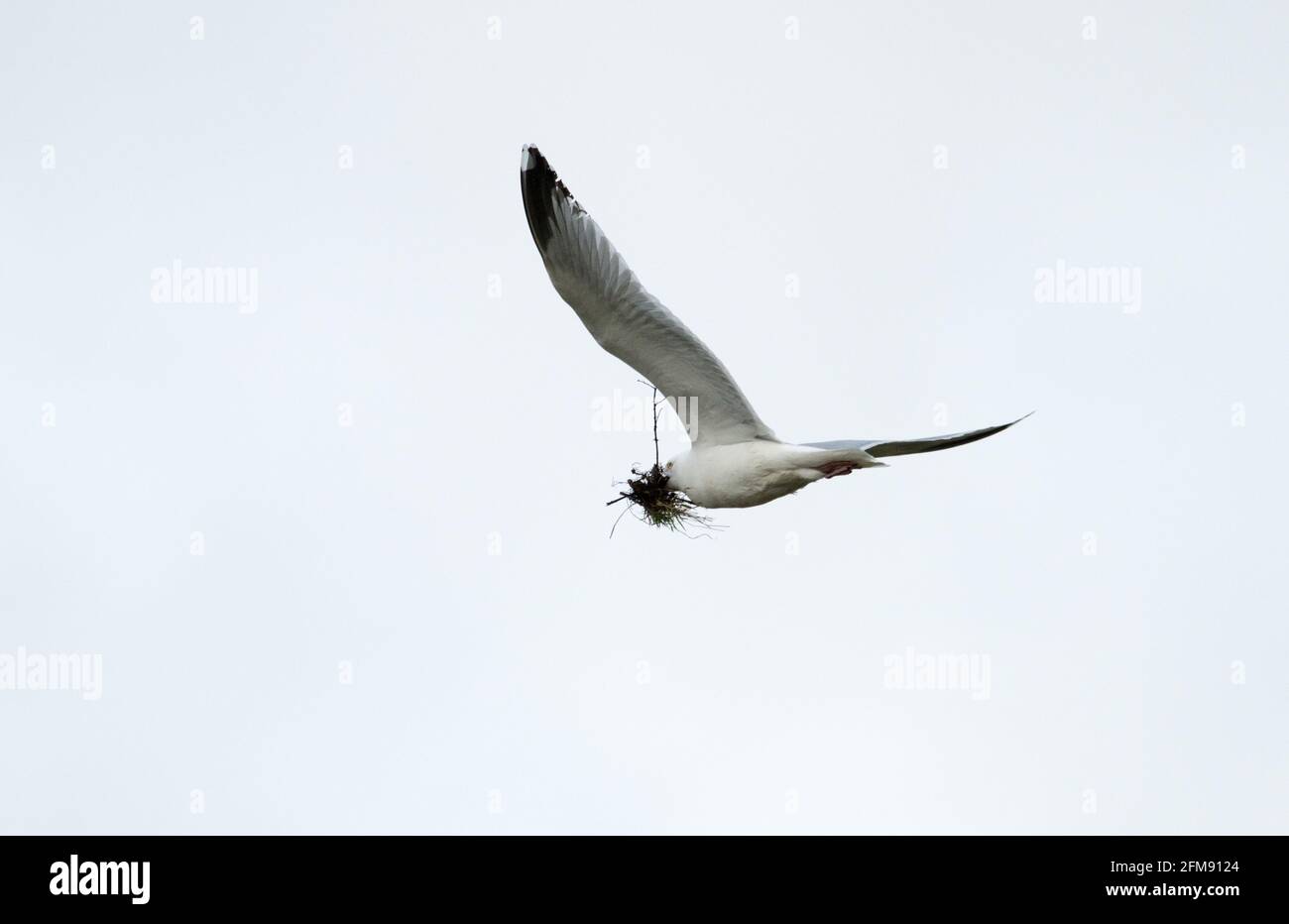 Common gull nesting hi-res stock photography and images - Alamy