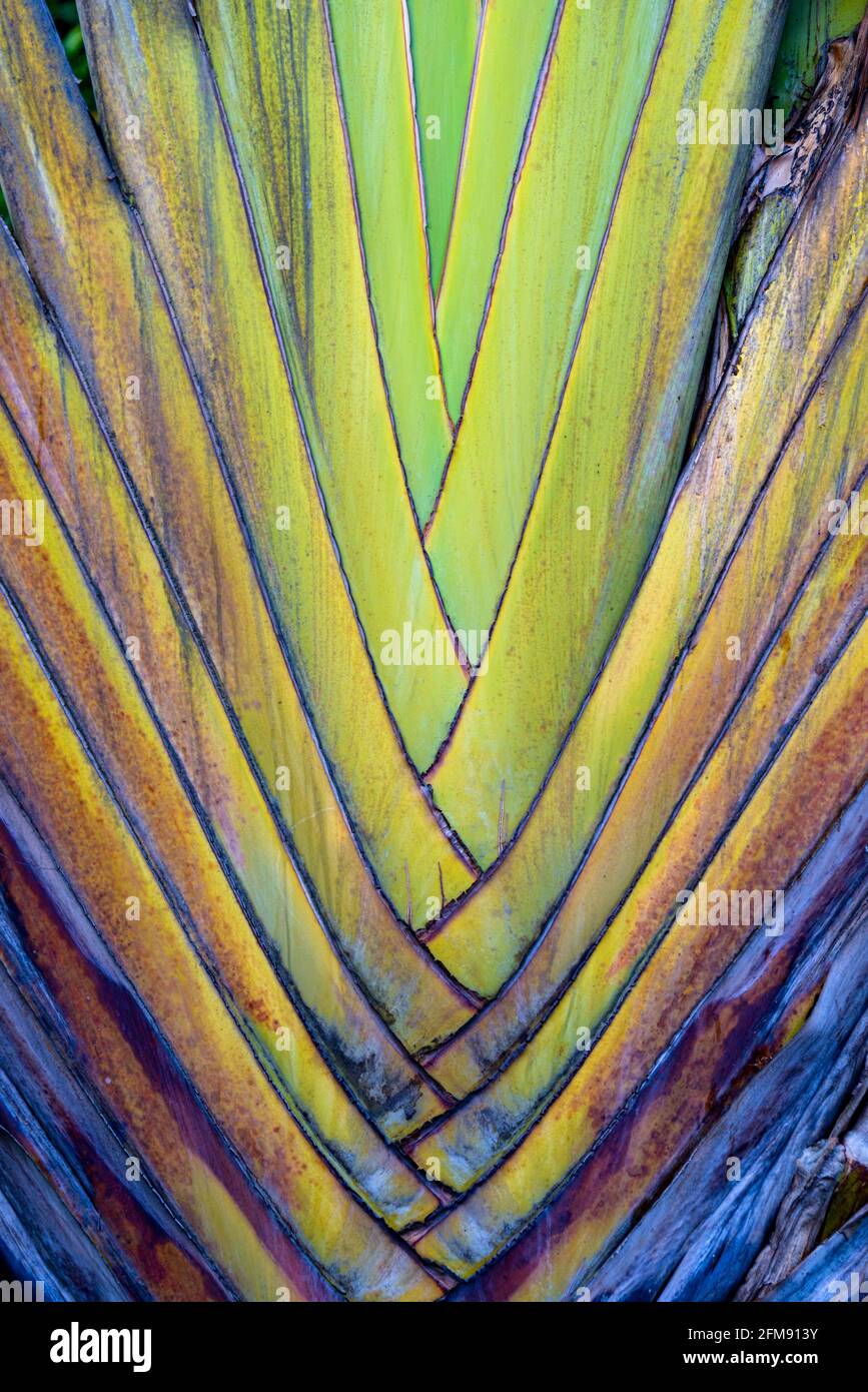Banana tree texture hi-res stock photography and images - Alamy