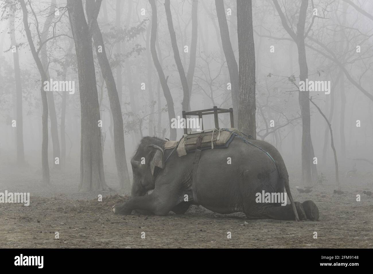 Elephant Lying Down High Resolution Stock Photography and Images - Alamy