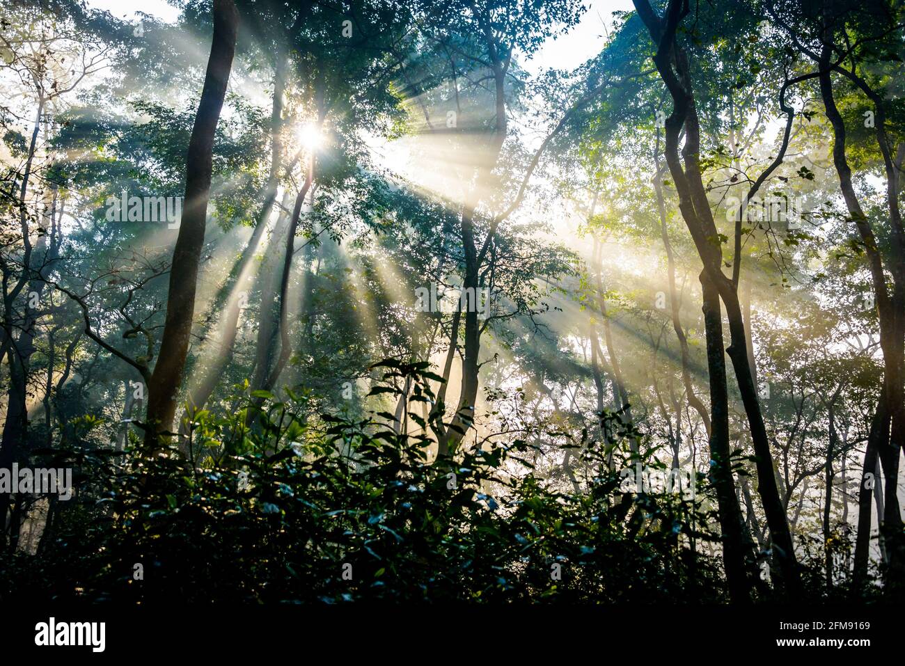 Sunlight rays jungle hi-res stock photography and images - Alamy