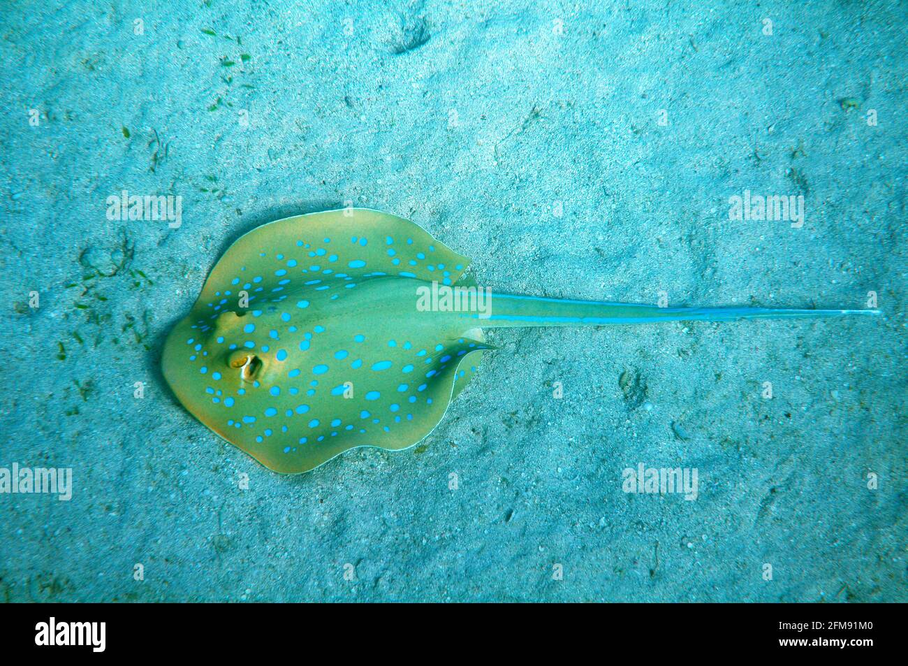 Blue-spotted stingray in Red sea, Marsa Mubarak, Egypt Stock Photo - Alamy